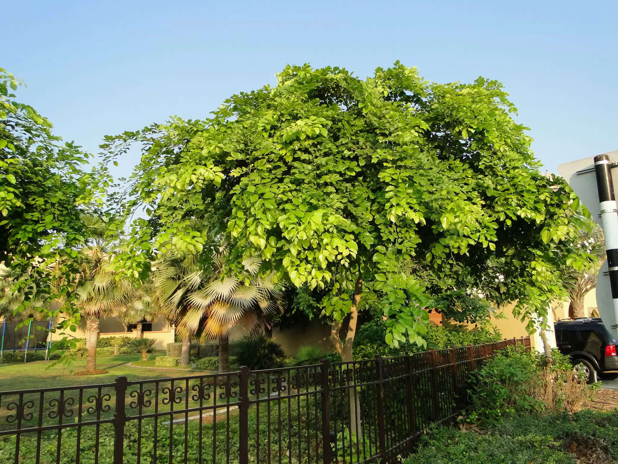 காற்றைச் சுத்திகரிக்கும் செடிகள், மரங்கள்!